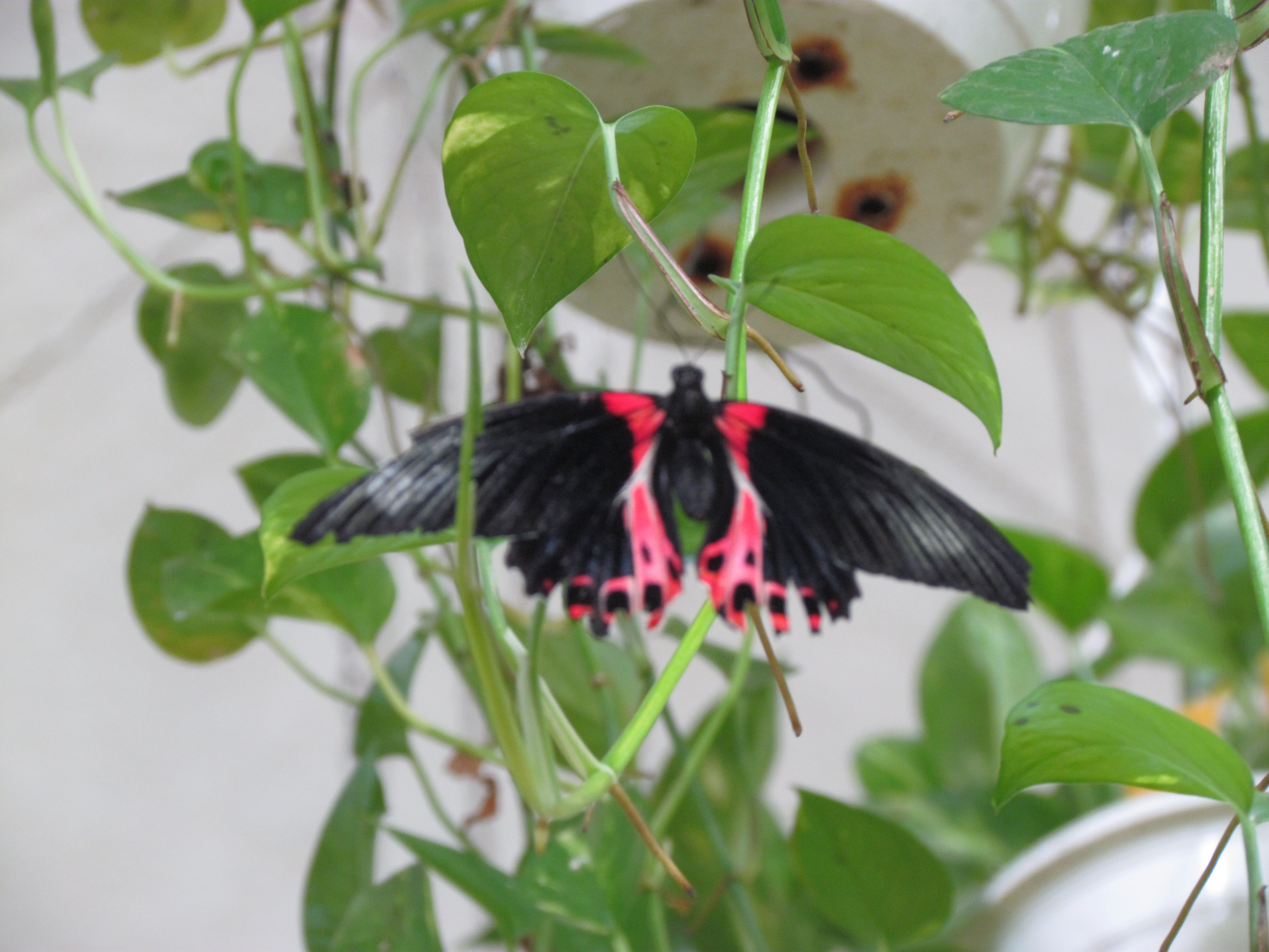 IMG_5886 | Sharalyn Loves Animals